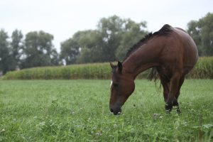 Pension - 't Hoefijzer