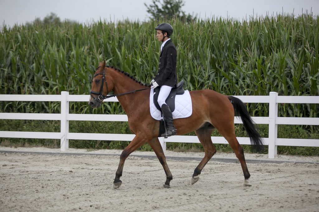 Dressuur - 't Hoefijzer